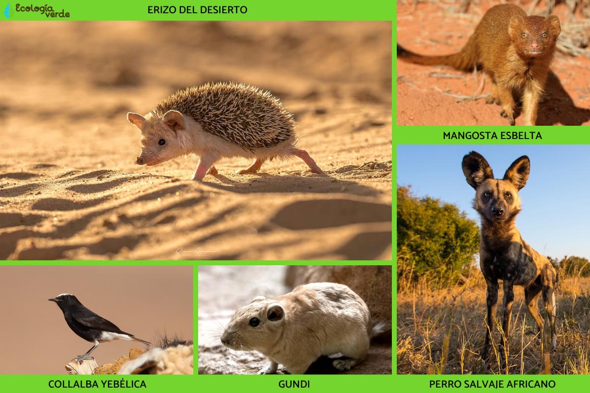 Habitat De Animales Del Desierto at Rose Wilkins blog