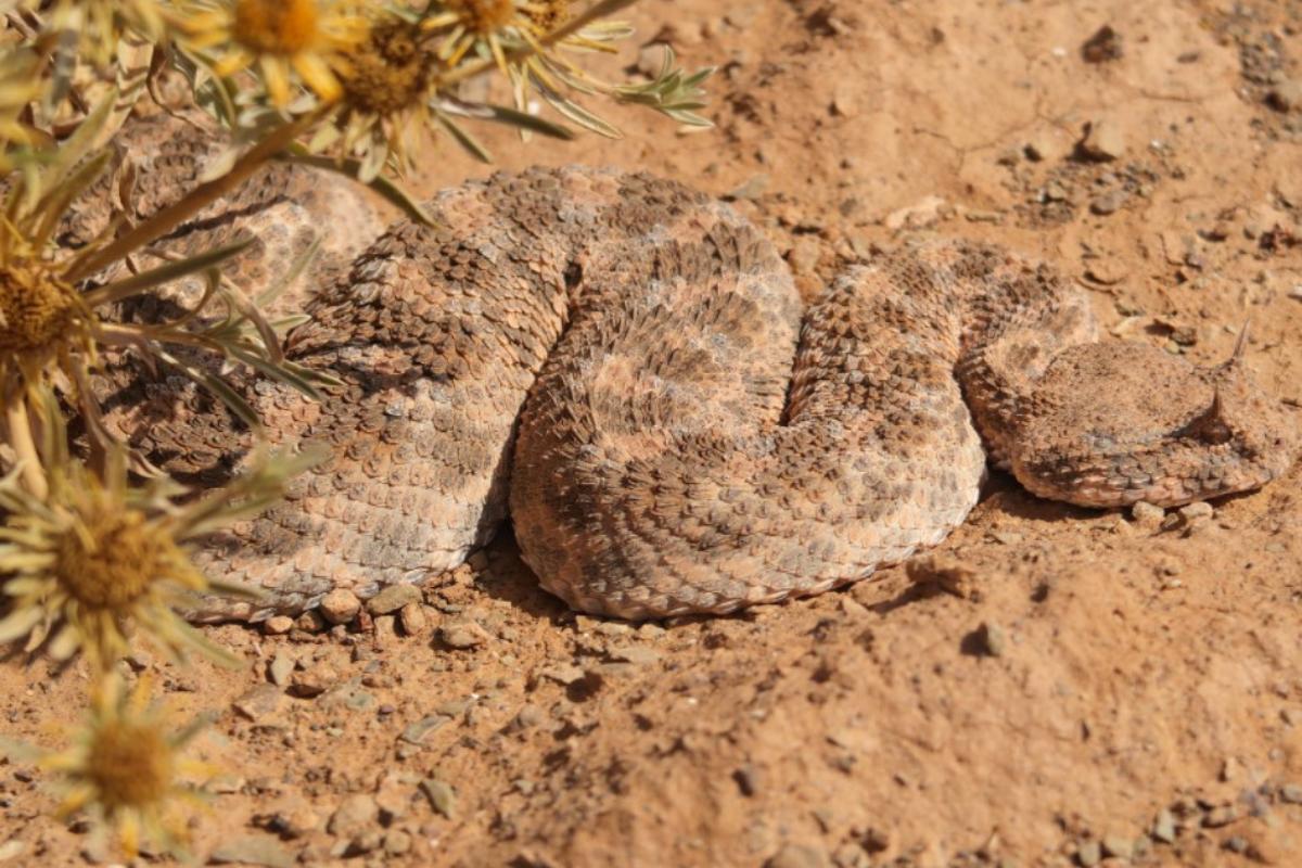 +20 animales del desierto del Sáhara - Nombres, características y FOTOS