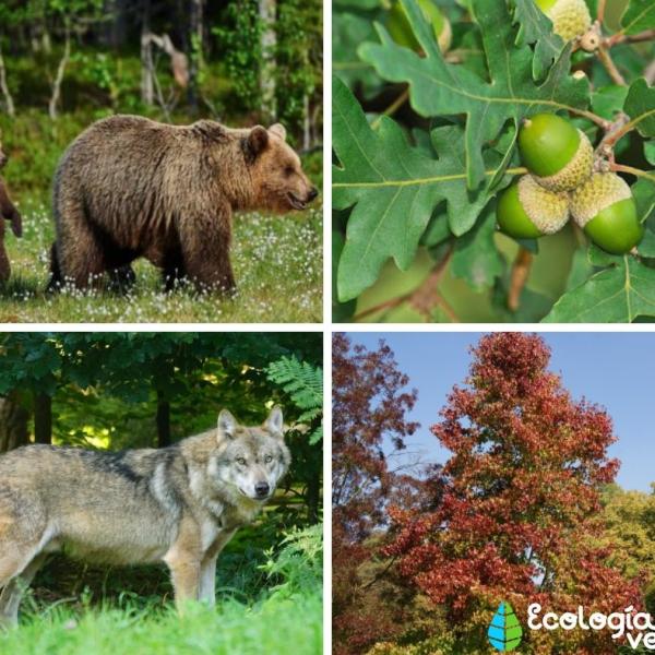 Nombres De Animales Del Bosque Caducifolio
