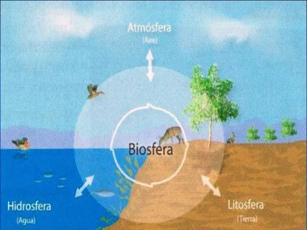 Diferencia Entre Biosfera Y Ecosistema Con 56 Off