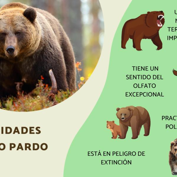 Dieta Del Oso Pardo Oso Pardo Zoo Aquarium Madrid: Ven Y Conócelo