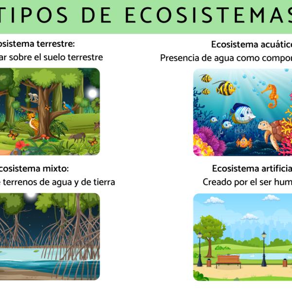 Todo Sobre Los Ecosistemas Definicin De Los Ecosistemas