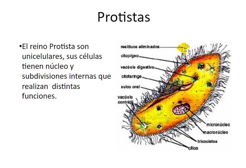 6 tipos de células y sus características - Resumen con esquemas