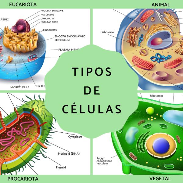 Identifica Las Partes De La Celula Citoplasma: Qué Es, Función Y