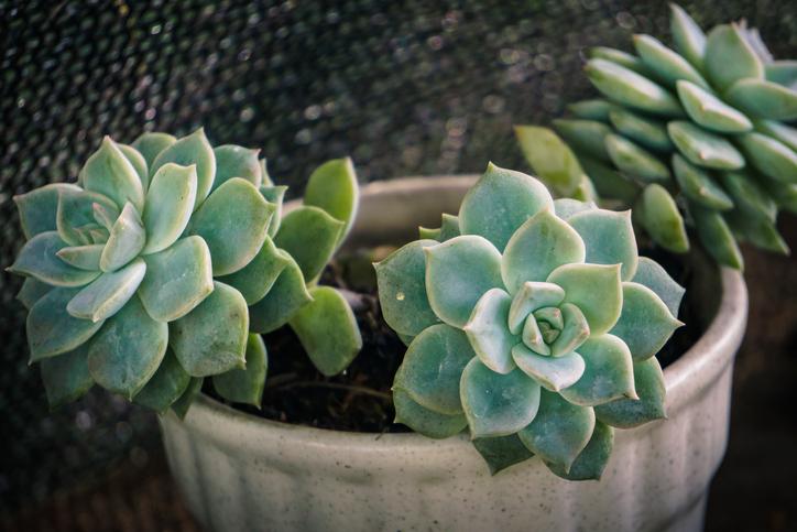 TRASPLANTAR SUCULENTAS: Cuándo y Cómo hacerlo - Guía