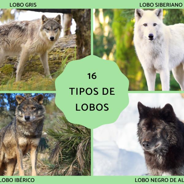 Animales Lobo Lobos Oscuro
