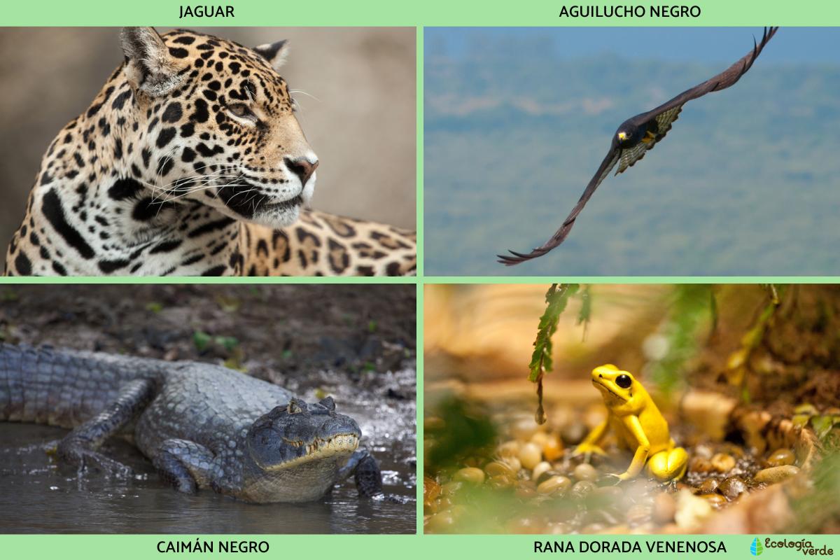 Selvas colombianas: características, flora y fauna - Resumen