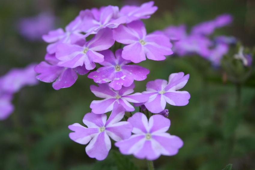 11 plantas que florecen todo el año - NOMBRES y FOTOS