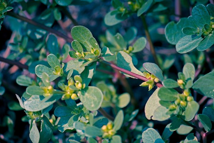 11 plantas que florecen todo el año - NOMBRES y FOTOS