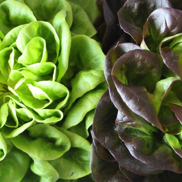 Cultivo De Lechuga A Partir De Semillas