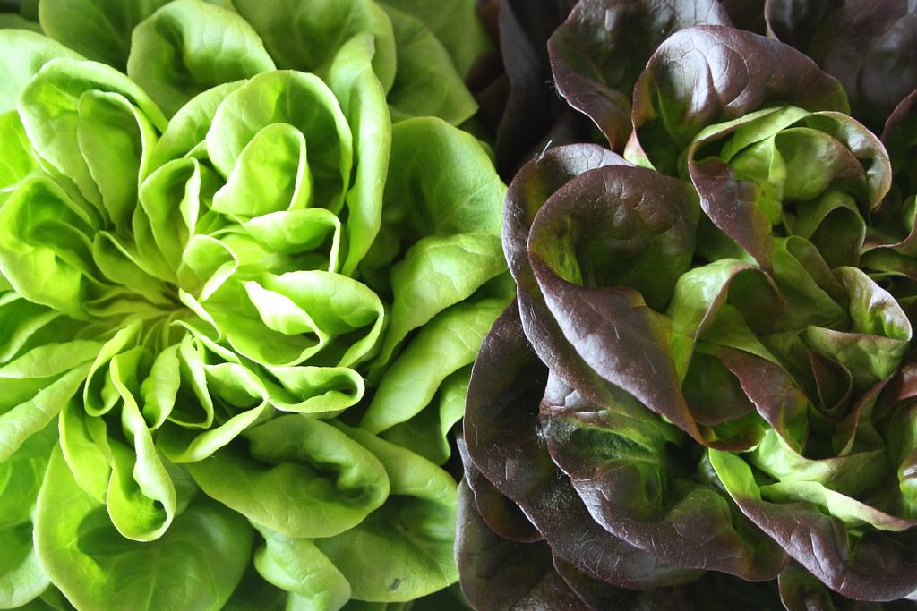 SEMBRAR LECHUGA: Cómo y Cuándo hacerlo