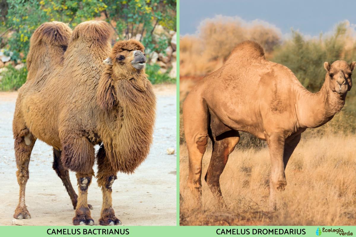 Diferencia entre camello y dromedario - Resumen