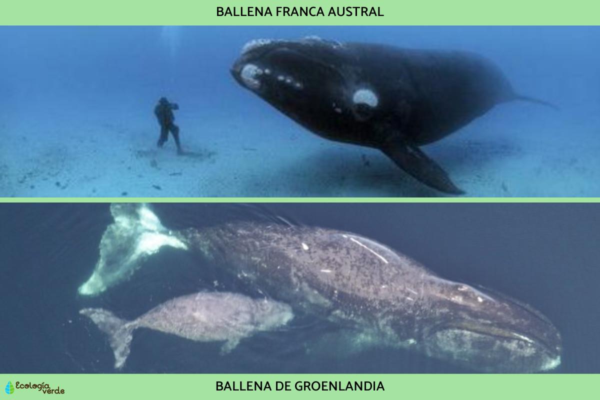 15 tipos de ballenas - Nombres, características y FOTOS