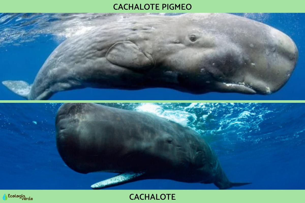 15 tipos de ballenas - Nombres, características y FOTOS 15 tipos de ballenas - Nombres, características y FOTOS