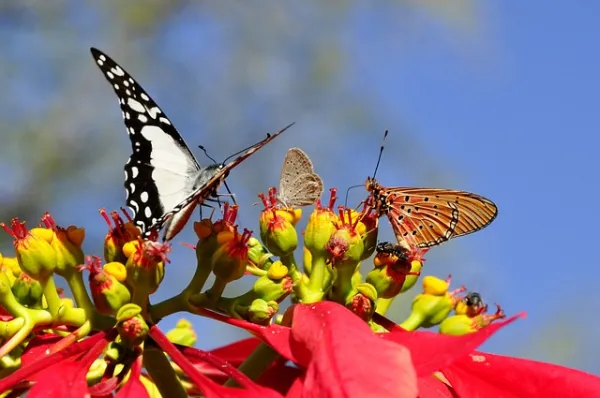 mariposas y