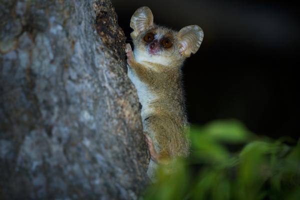 10 tipos de lémur - Nombres y fotos