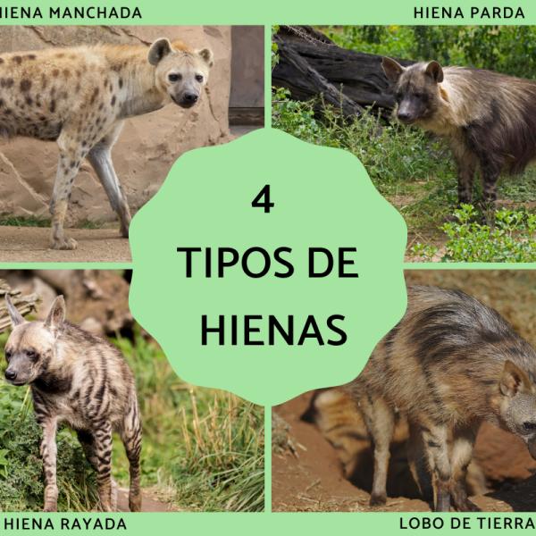 Dientes De Hiena Rayada