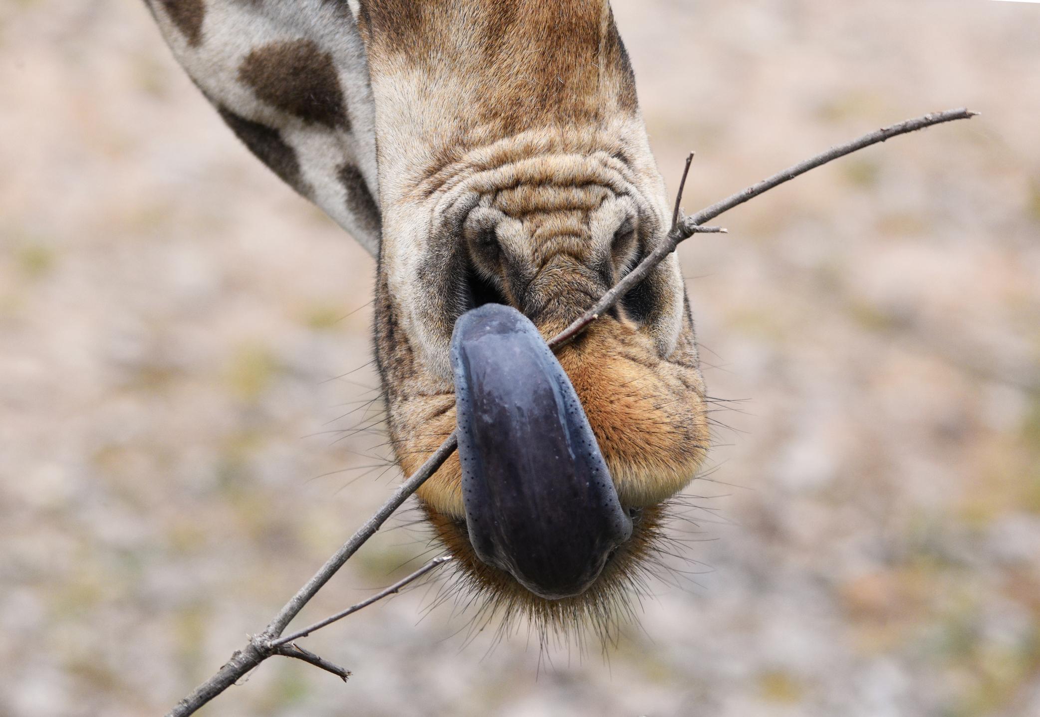 Lengua de las jirafas: color y cuánto mide - ¡Descúbrelo!