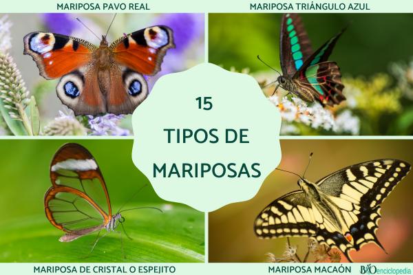 mariposas real