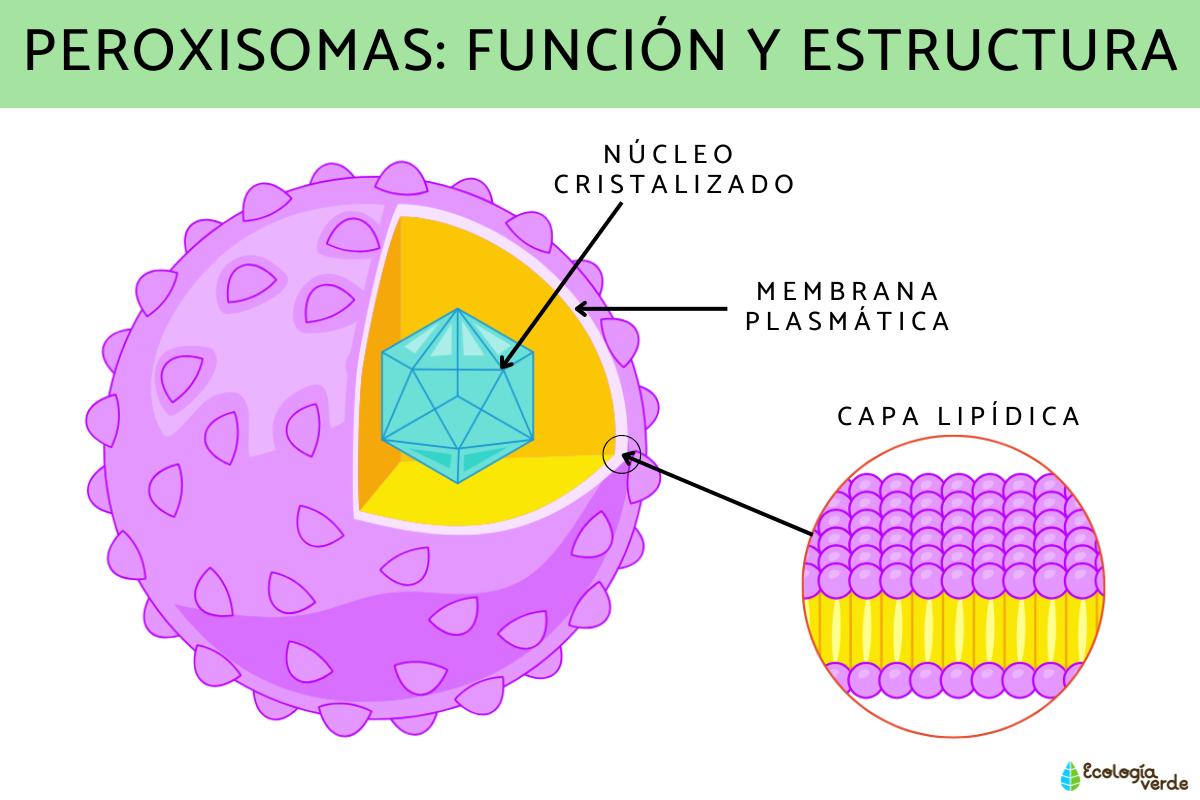 Peroxisomas: función y estructura - Resumen