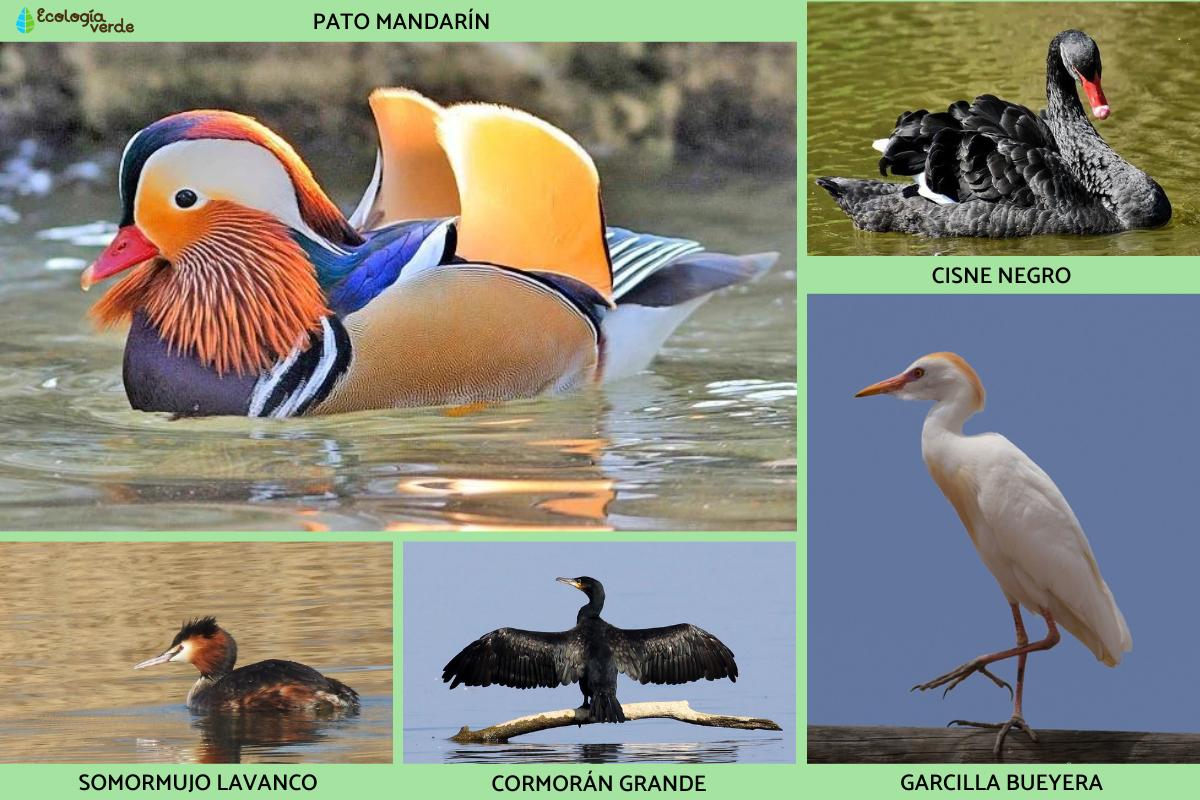 Aves acuáticas: características, tipos y nombres - ¡Descúbrelas con fotos!