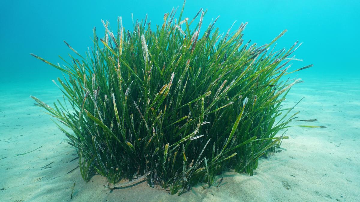 Posidonia oceanica, la planta que podría salvar los ecosistemas marinos ...