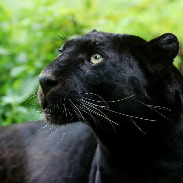 pantera negra