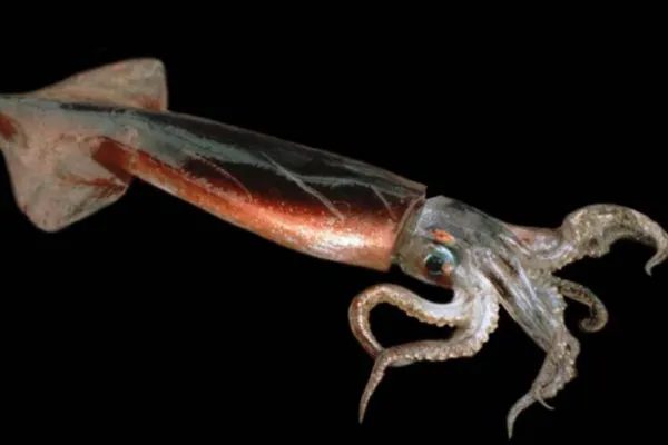 Especies O Tipos De Calamares Especiess