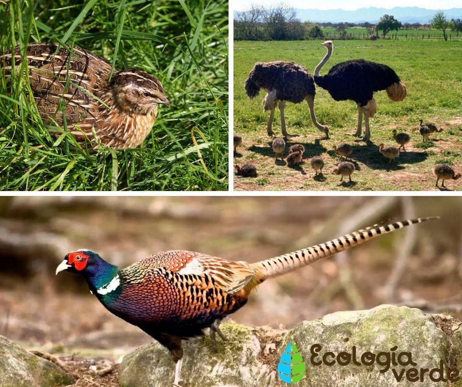 AVES de CORRAL: Tipos y Ejemplos con Fotos