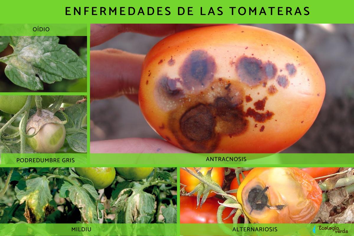 Enfermedades del tomate - Guía completa con FOTOS