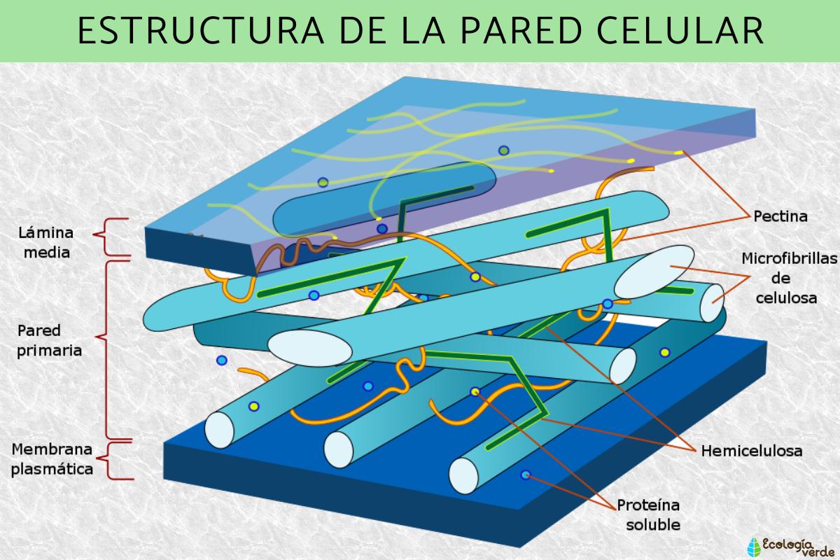 Pared celular: qué es, función y estructura - Resumen
