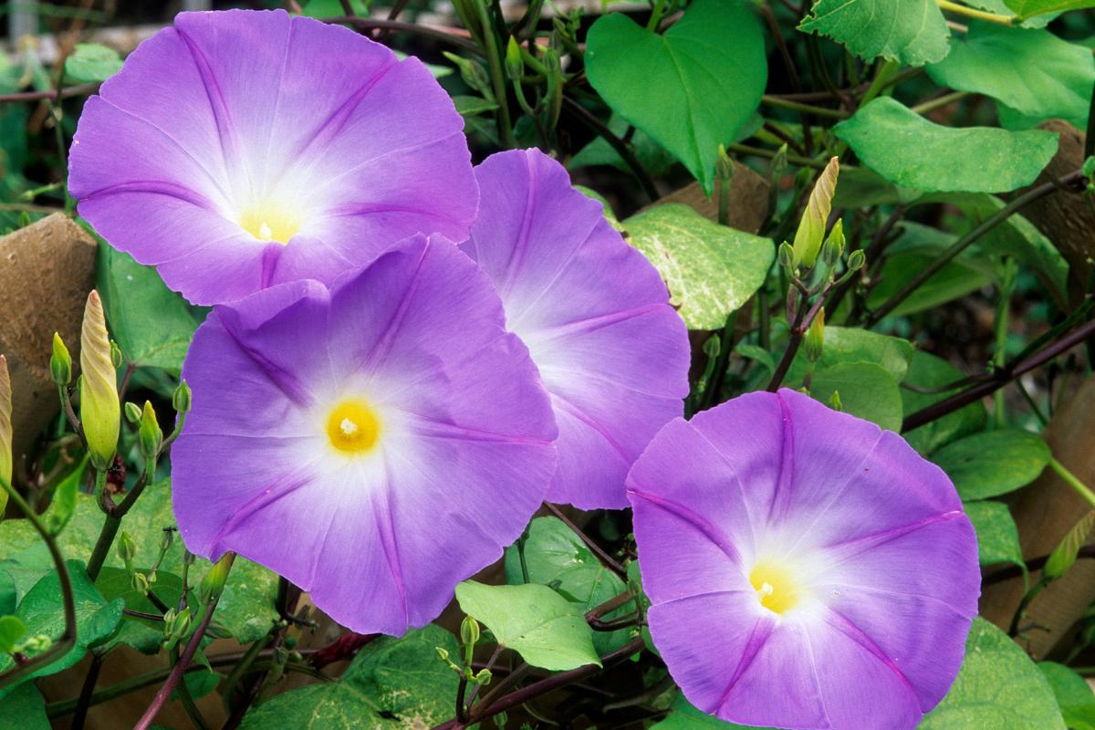 +10 plantas trepadoras con flores - Nombres, características y fotos