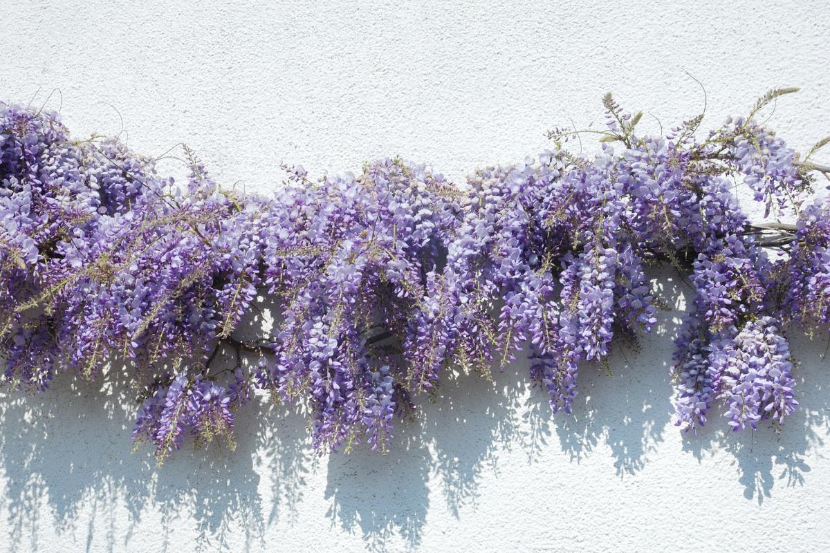 +10 plantas trepadoras con flores - Nombres, características y fotos