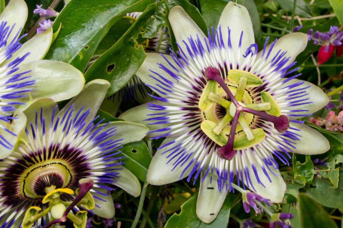 +10 plantas trepadoras con flores - Nombres, características y fotos