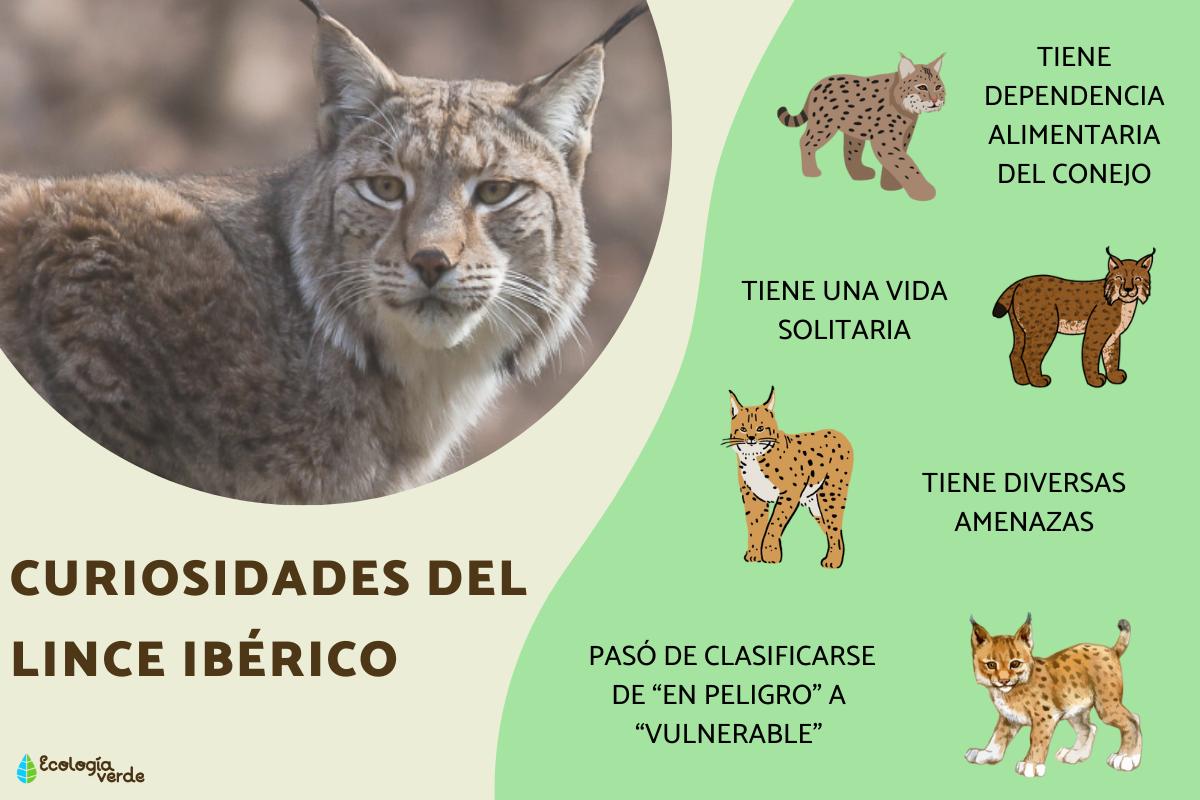 10 curiosidades del lince ibérico - ¡Datos interesantes!