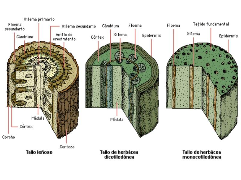 Tipos de TEJIDOS VEGETALES, Características y Funciones