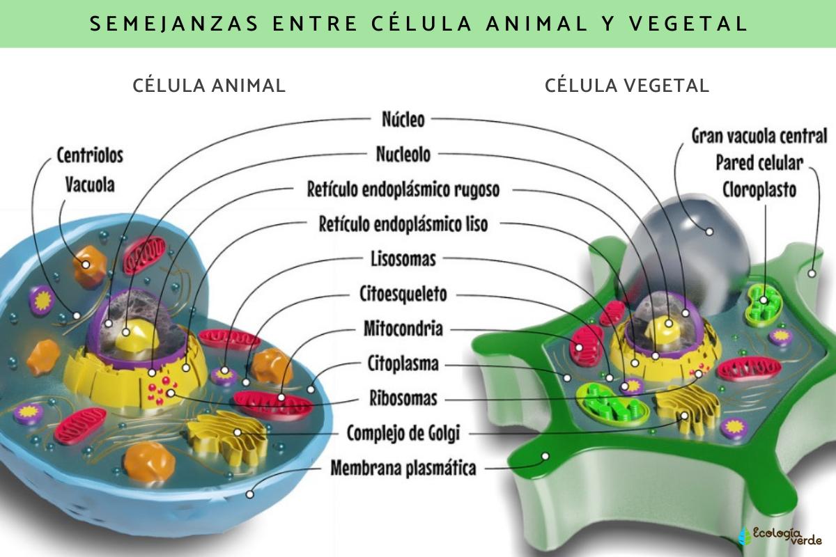 Celula Animal Y Vegetal Diferencias Y Semejanzas La Membrana – Rainy ...