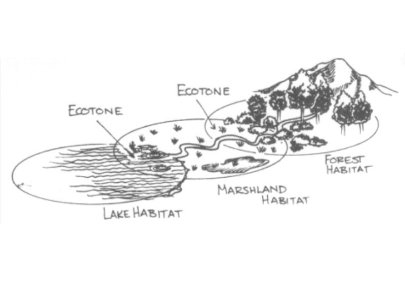 Qué es un ECOTONO: Definición y Ejemplos Qué es un ECOTONO: Definición y Ejemplos