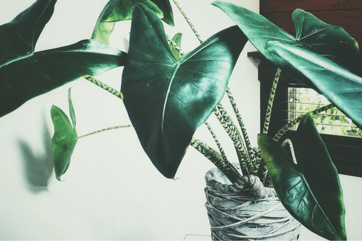 10 plantas con hojas en forma de corazón - Nombres y fotos