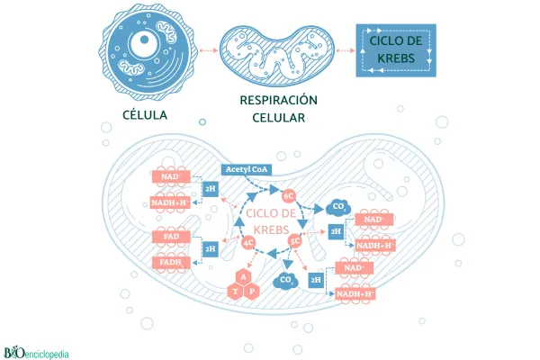 Pasos Del Ciclo De Krebs Simplificados