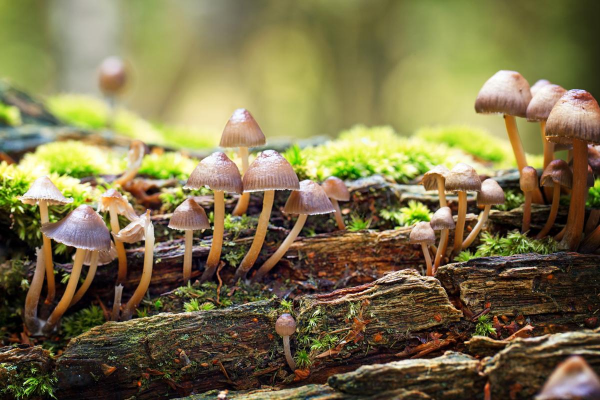 10 curiosidades de los hongos - ¡Descubre más!