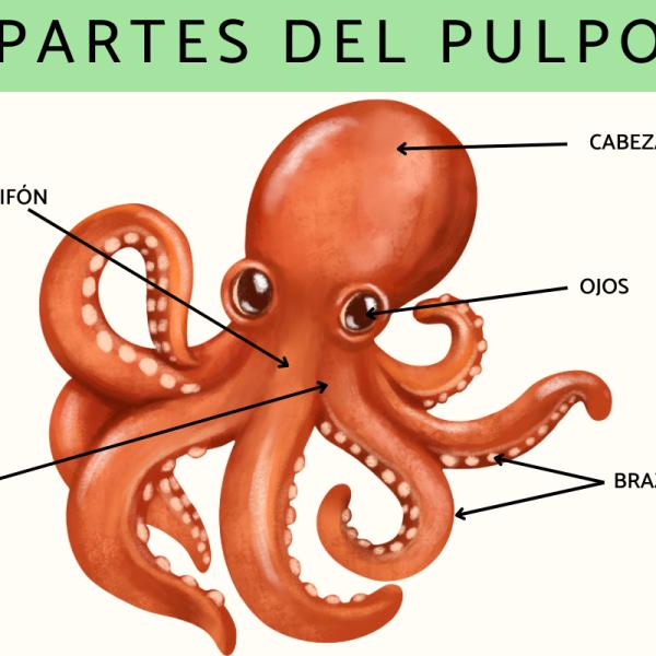 Anatomía Interna Del Pulpo