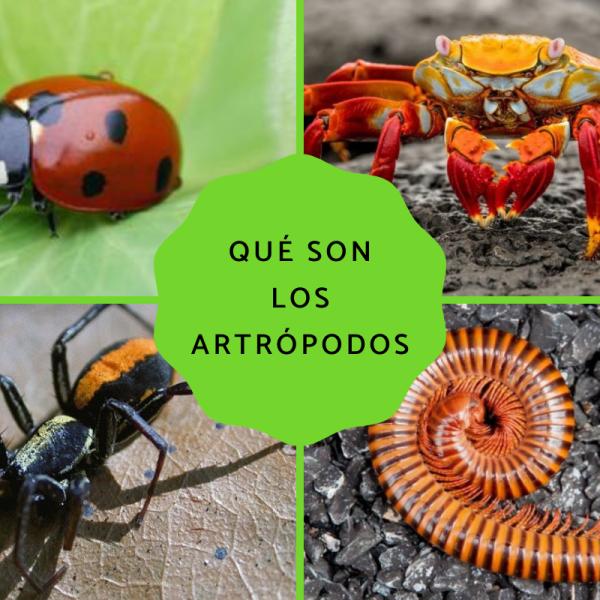 Detalles más de 68 artrópodos dibujos para colorear mejor - camera.edu.vn Detalles más de 68 artrópodos dibujos para colorear mejor - camera.edu.vn