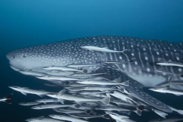 comensalismo ejemplos