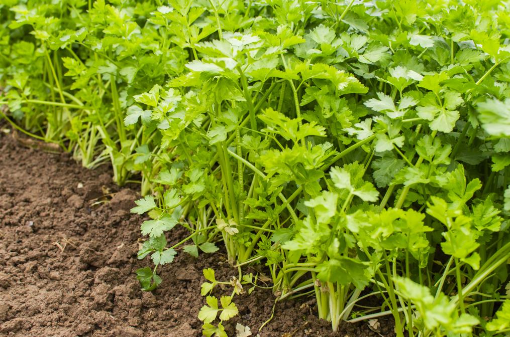 Apio: propiedades, beneficios y cómo tomar - Guía completa