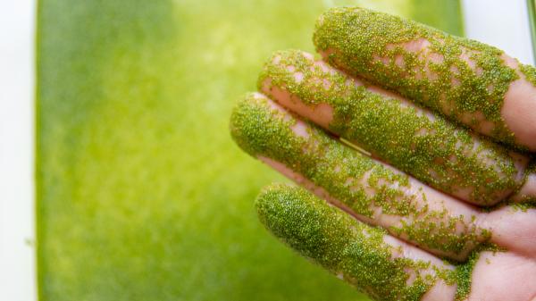 La flor más pequeña del mundo mide menos de un milímetro y desafía todo ...