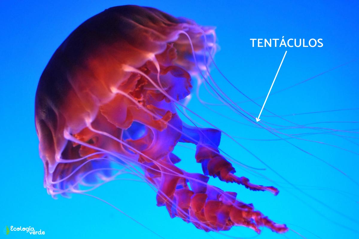 Partes de una medusa y sus funciones - Resumen y esquema