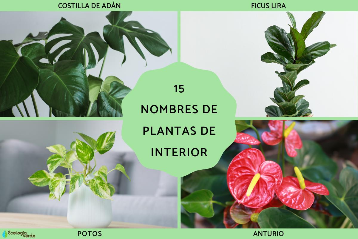 15 nombres de plantas de interior - Lista y fotos 15 nombres de plantas de interior - Lista y fotos