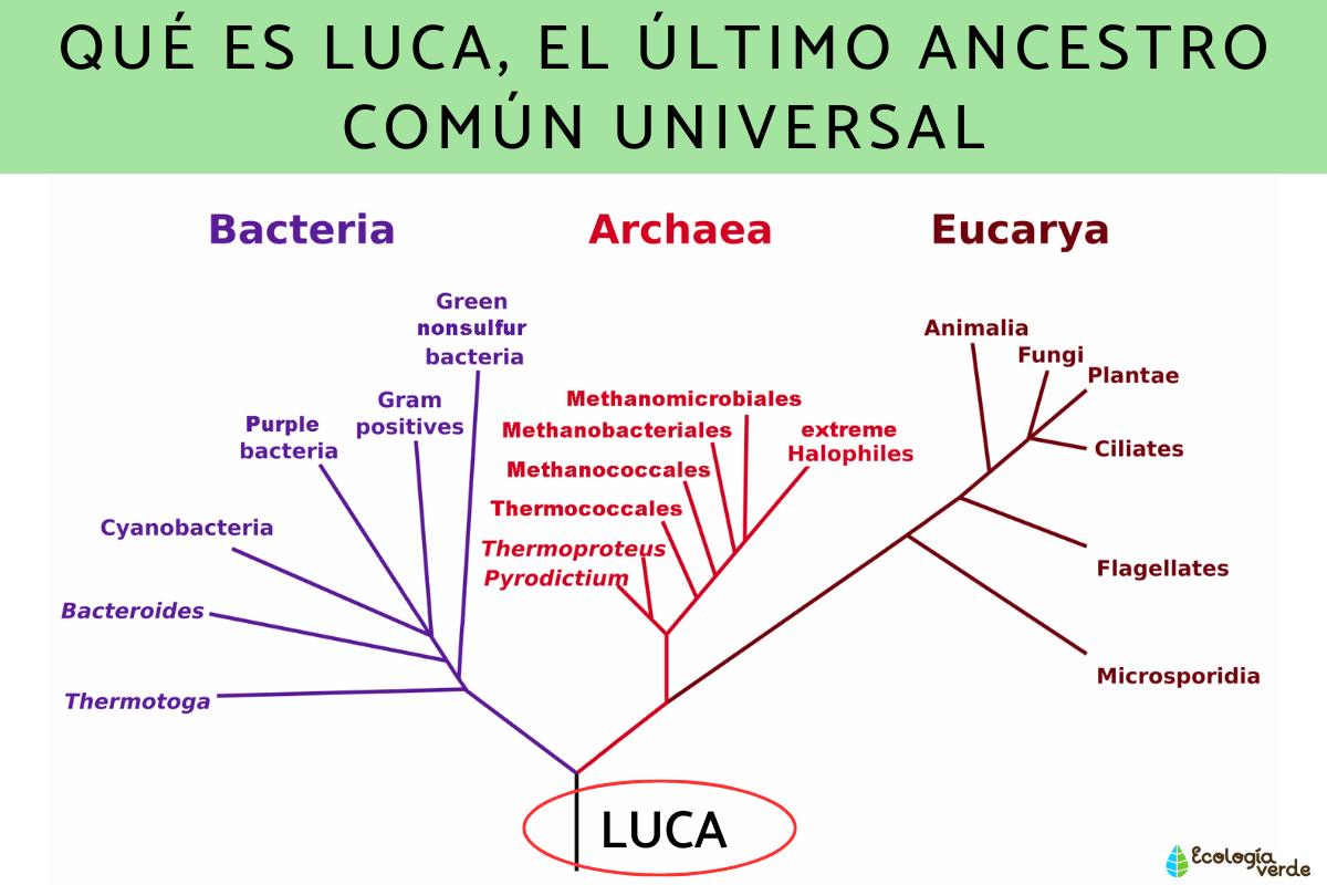 Qué es LUCA, el último ancestro común universal - Resumen