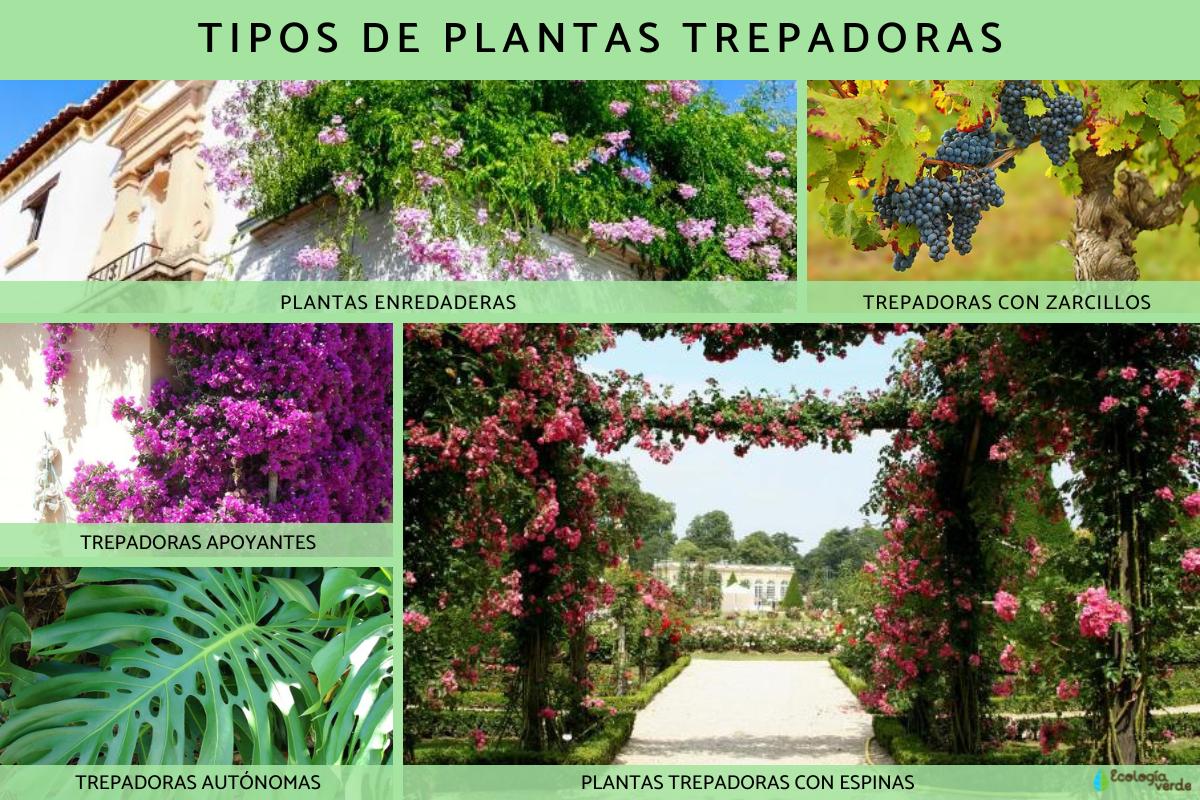+25 plantas trepadoras - Nombres, características y fotos